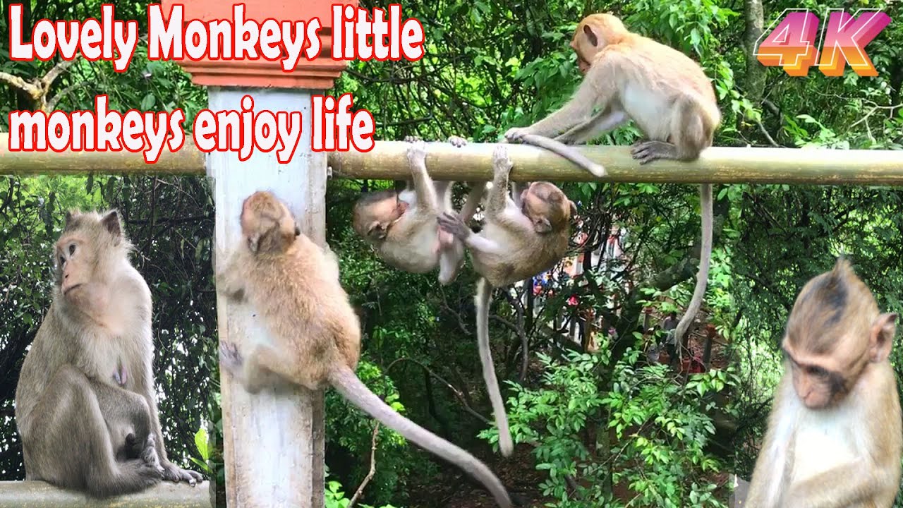 Unbearably Adorable! Watch Lovably Mischievous Monkeys Enjoying Playtime Together! | Life ...
