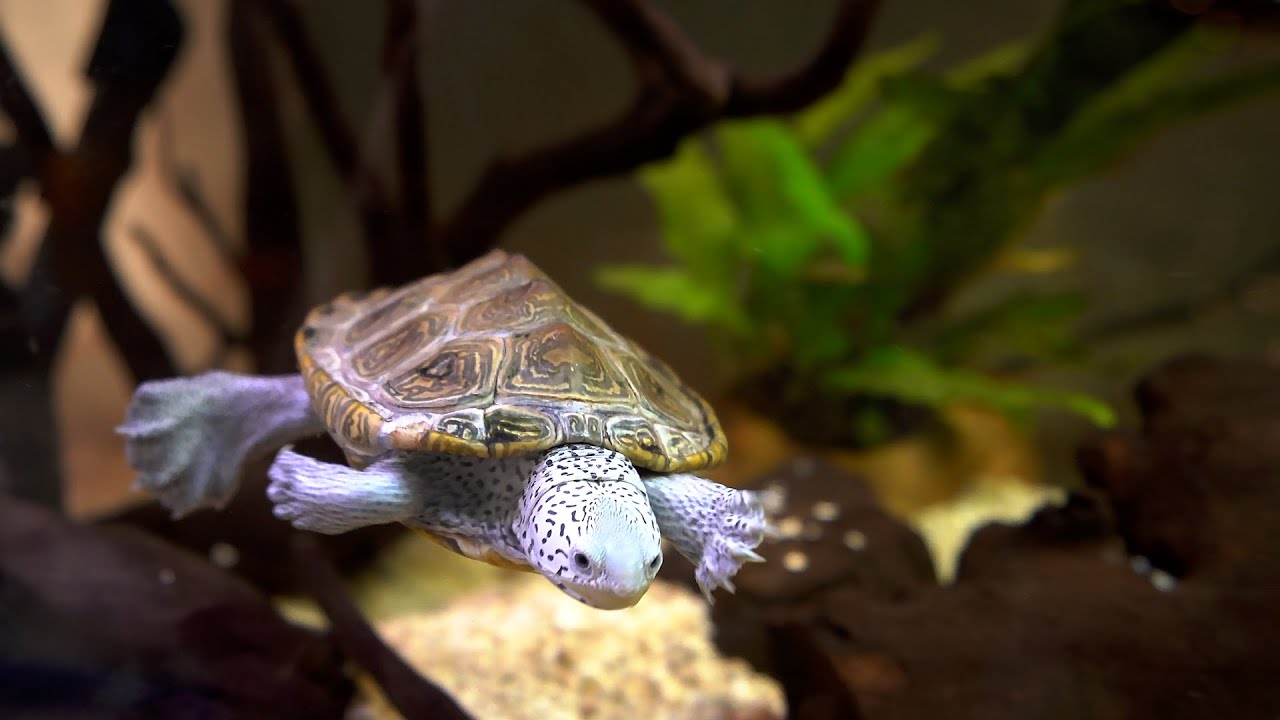 How Is My Planted Turtle Tank Doing? 🌱 - YouTube