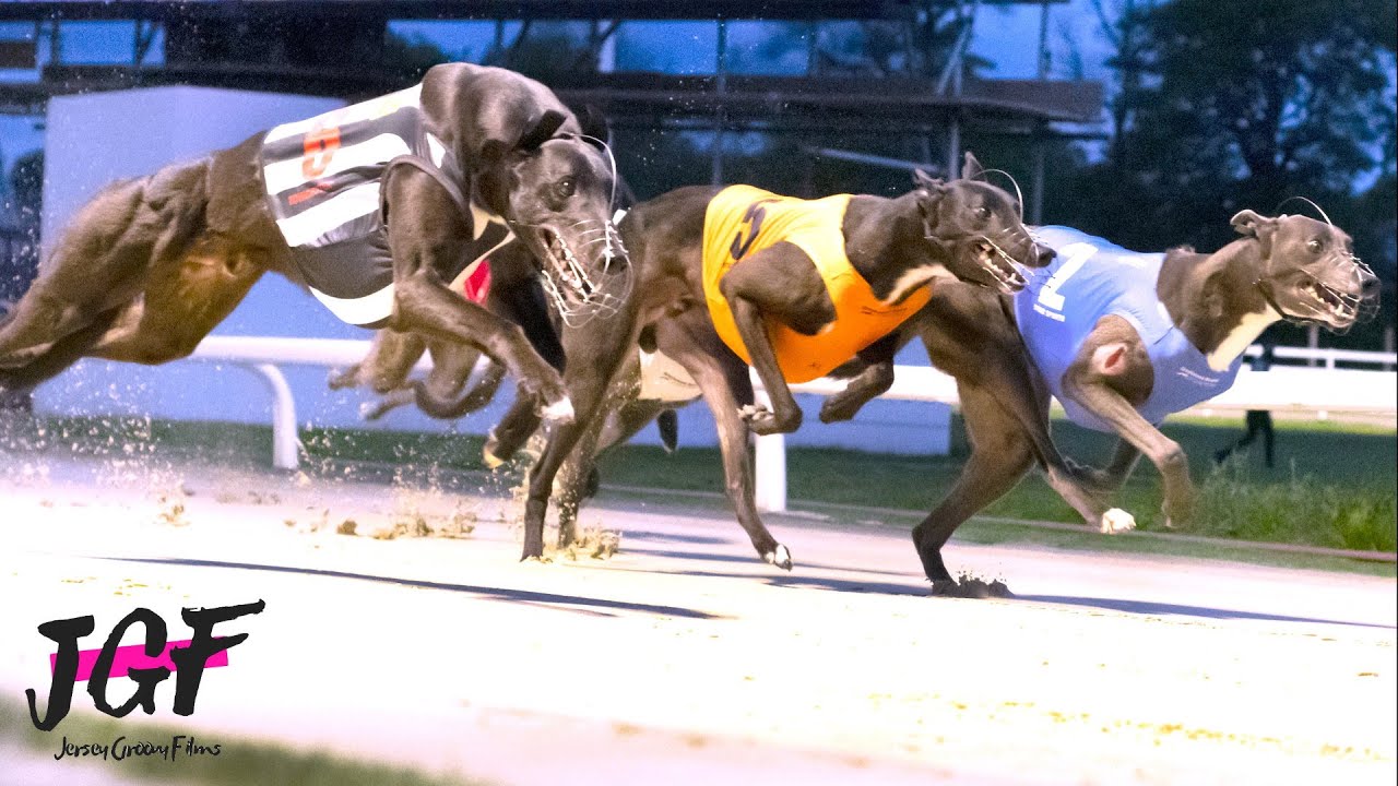 🏆 Greyhound Racing 🐾 480m Sprint! 🏆 - YouTube