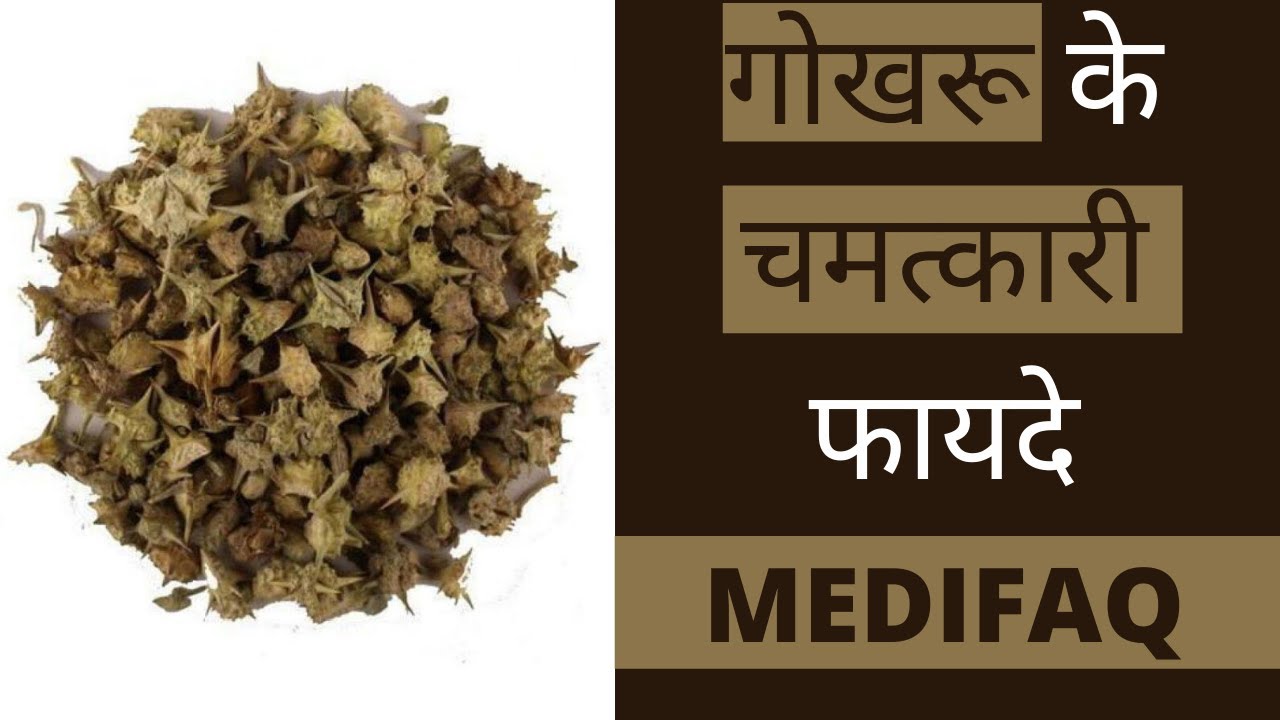 What is Gokhru? How to use it? Benefits & precautions of gokhru - YouTube