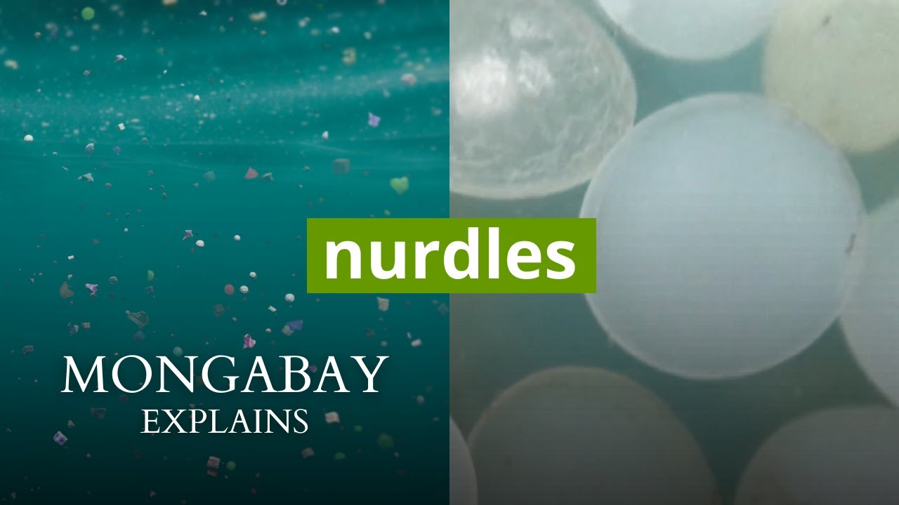 What is a nurdle? | Mongabay Explains - YouTube