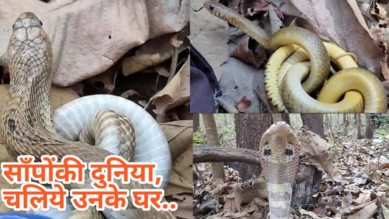 सुंदर साँपोंके साथ उनके घर.. Another snake release vlog with Sarpmitra ...