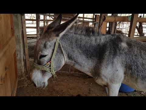 Girit'te Bir Eşek Cenneti