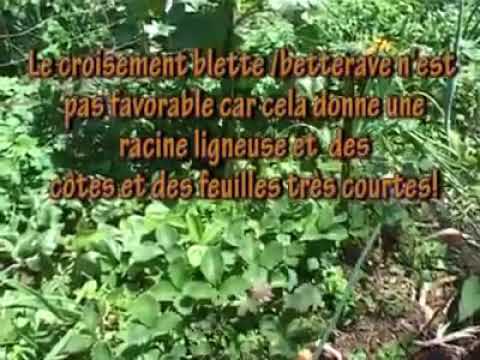 Le jardin extraordinaire de Philip Forrer - YouTube
