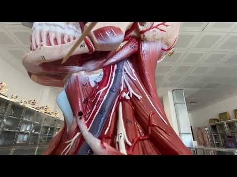 Boyun bölgesi kasları