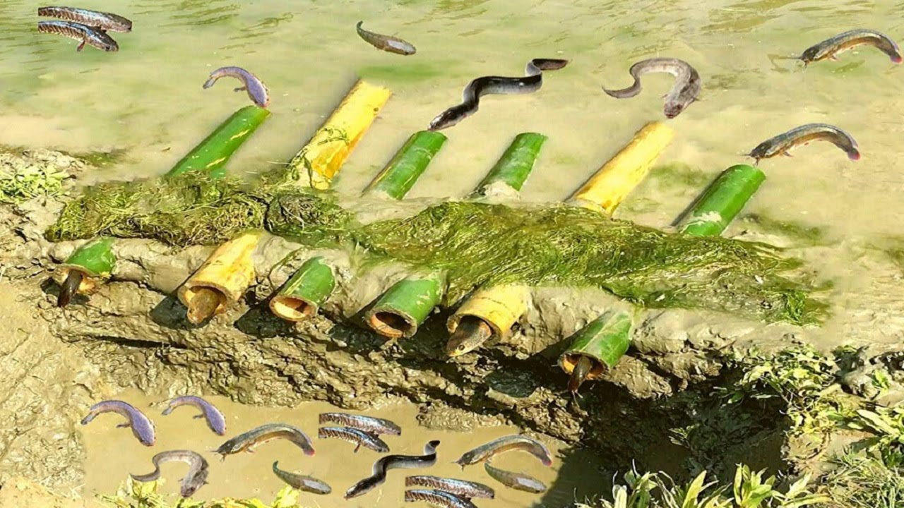 Amazing fish trap by bamboo in dried river catching fish from river in ...