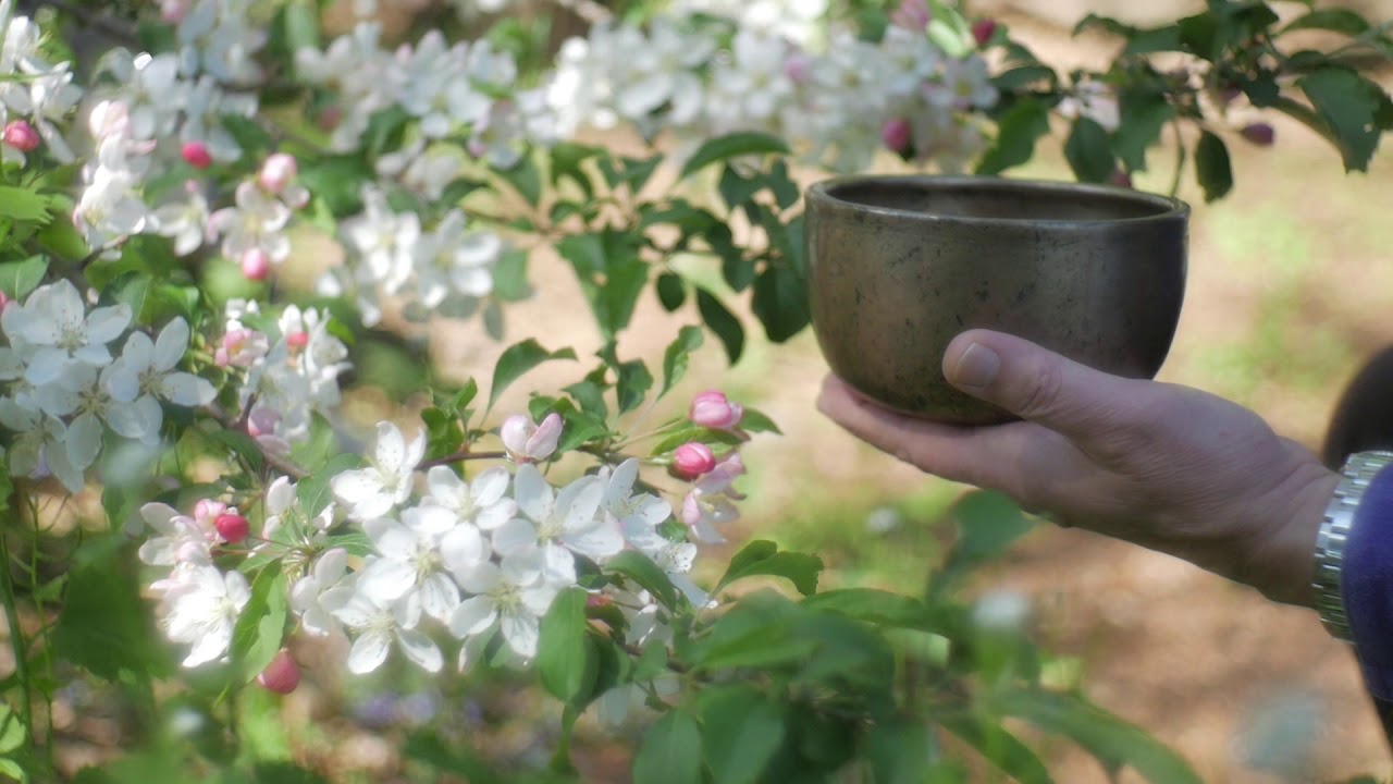 Springtime Meditation for Happiness and Positivity ~ 1 hr - YouTube