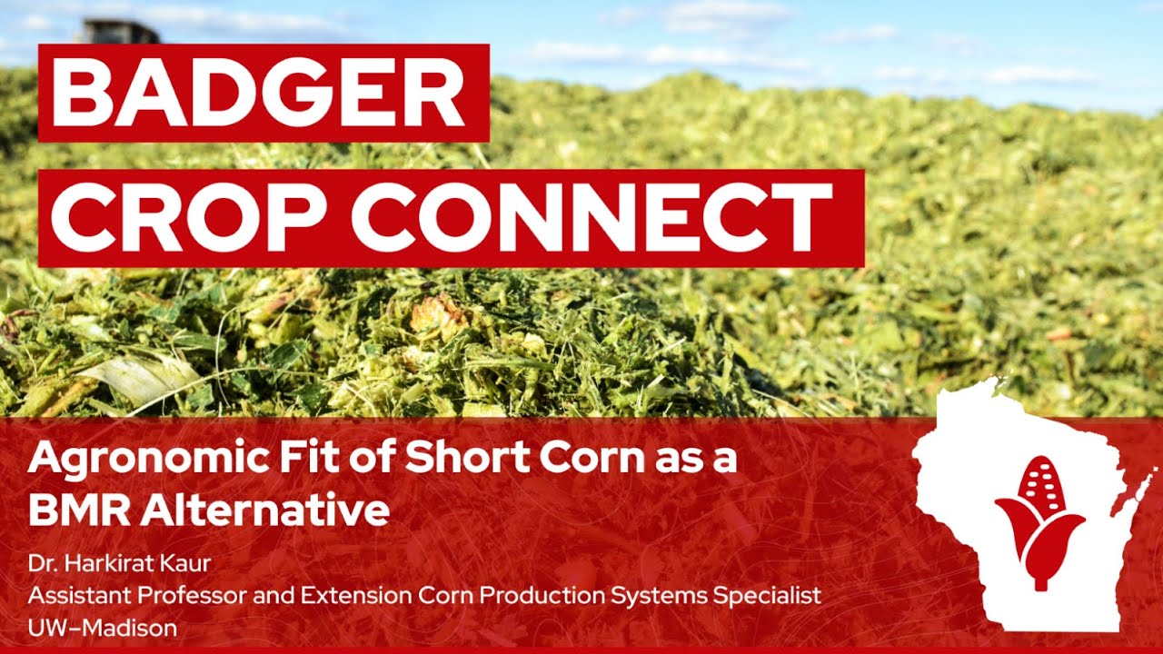 Agronomic Fit of Short Corn as a BMR Alternative with Harkirat Kaur ...