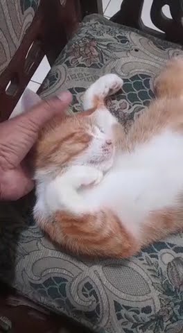 Kucing Manja di hari Libur [3]#animalscare - YouTube