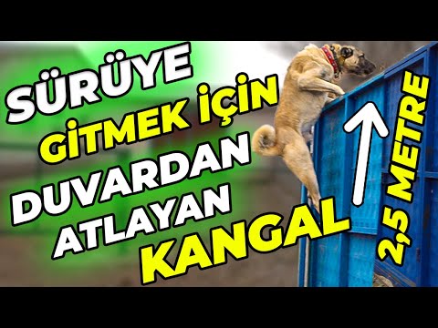 30 YILLIK KANGAL SOYU! - Basri Çoban  Kangalları - Sivas/Kangal