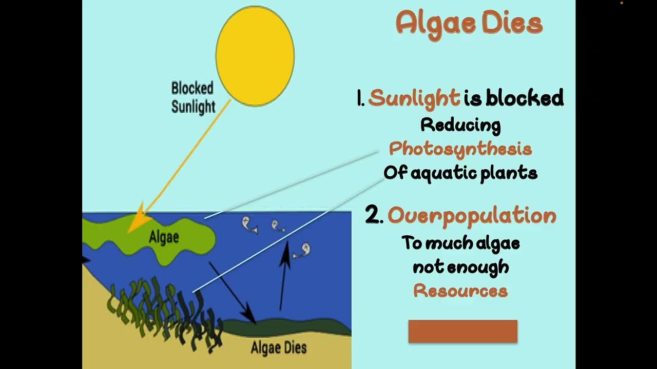 APES Unit 5 Aquatic Biomes Problems - YouTube