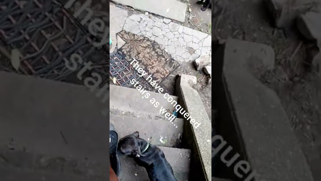 HPTT/AAT Outdoor potty training techniques successful at week 12 and ...