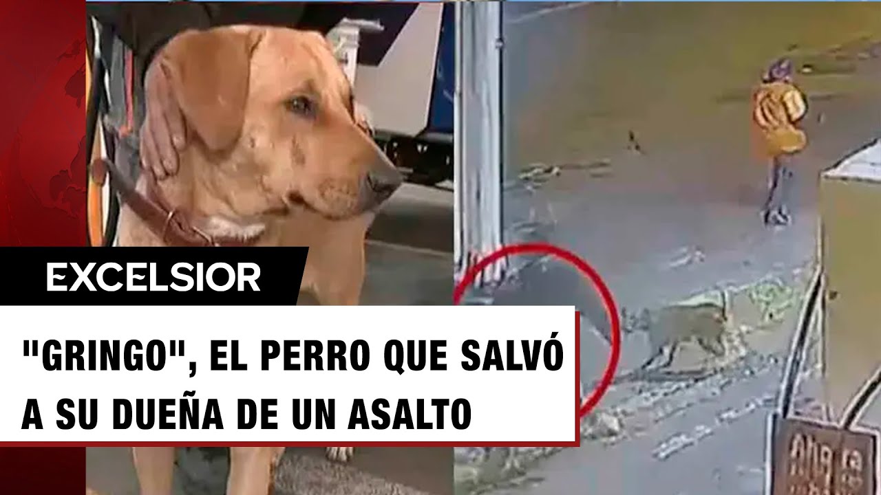 Valiente perrito defiende a empleada de una gasolinera de un asalto ...