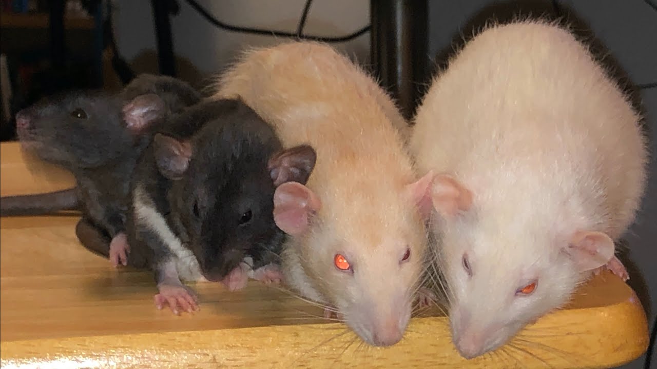 My 4 Current Rats - Quick Rat Highlight - YouTube