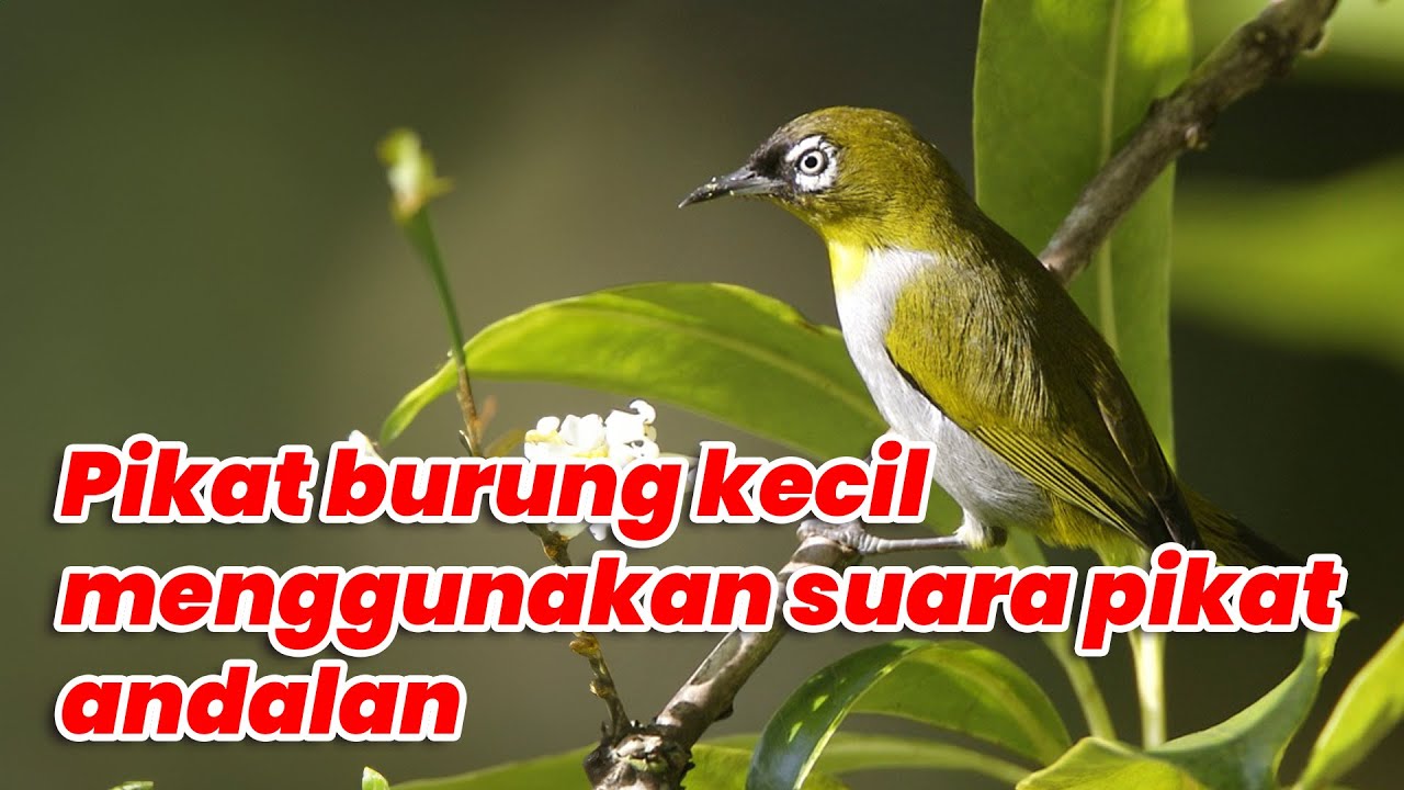 Pikat burung kecil menggunakan suara pikat andalan! #birdstrap - YouTube