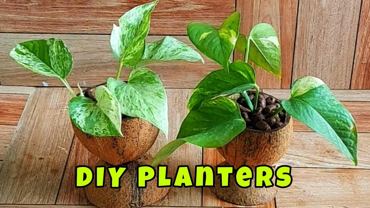 How To Make DIY Planter Coconut Shell and growing Pothos in Leca Balls ...