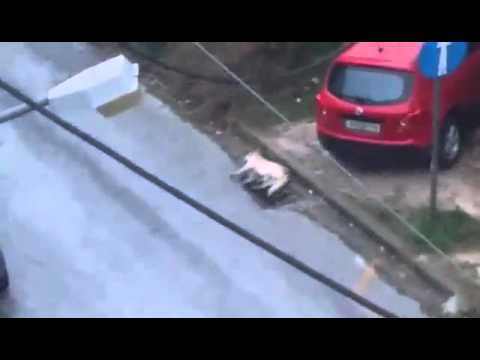 ΦΟΛΕΣ ΣΕ ΣΚΥΛΙΑ ΣΤΗΝ ΗΓΟΥΜΕΝΙΤΣΑ - YouTube
