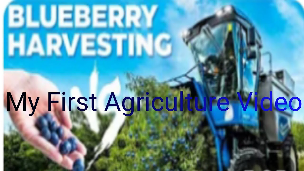 Blueberry Harvestin– Wild vs Cultivated - YouTube