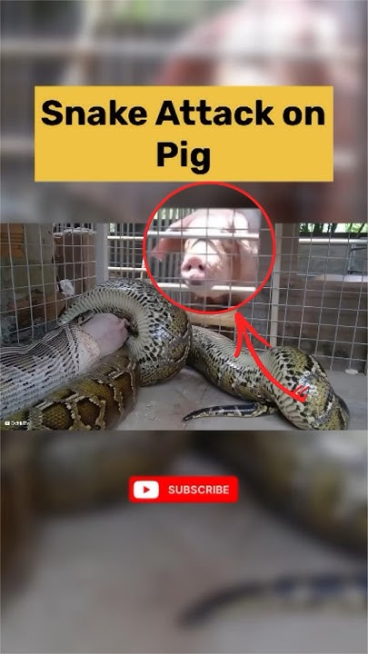 Snake Attack on Pig #snakeattak #snake #python #pig #wildlife # ...