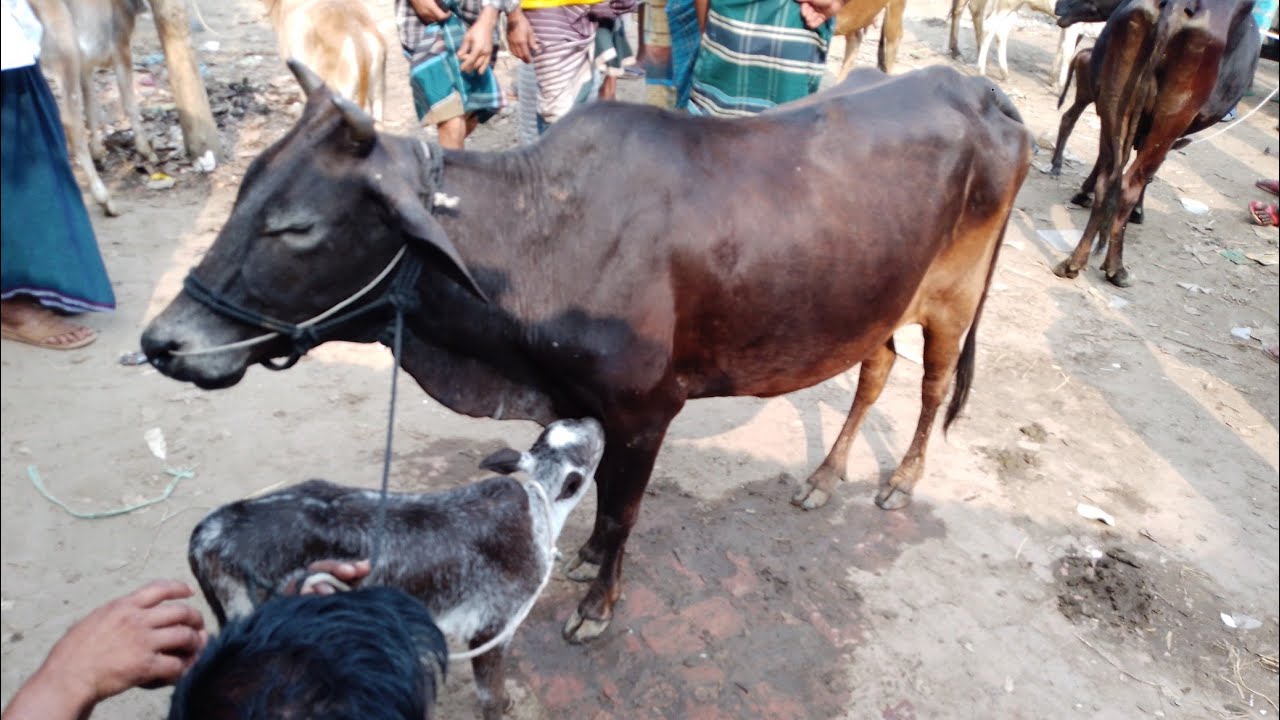 দেশি গাভি বাছুর সহ কেমন দাম! রমজান মাস উপলক্ষে দাম বেশি না কম! cow ...