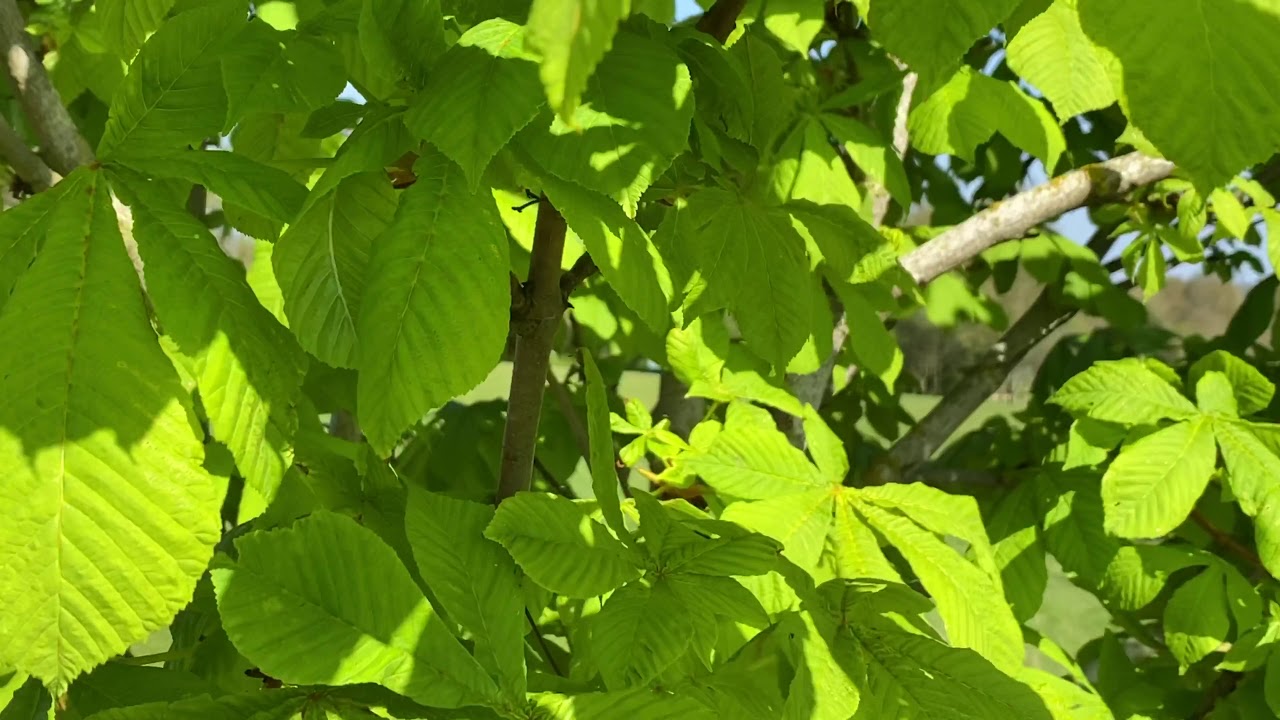 Barhill wandering Daily exercise - YouTube