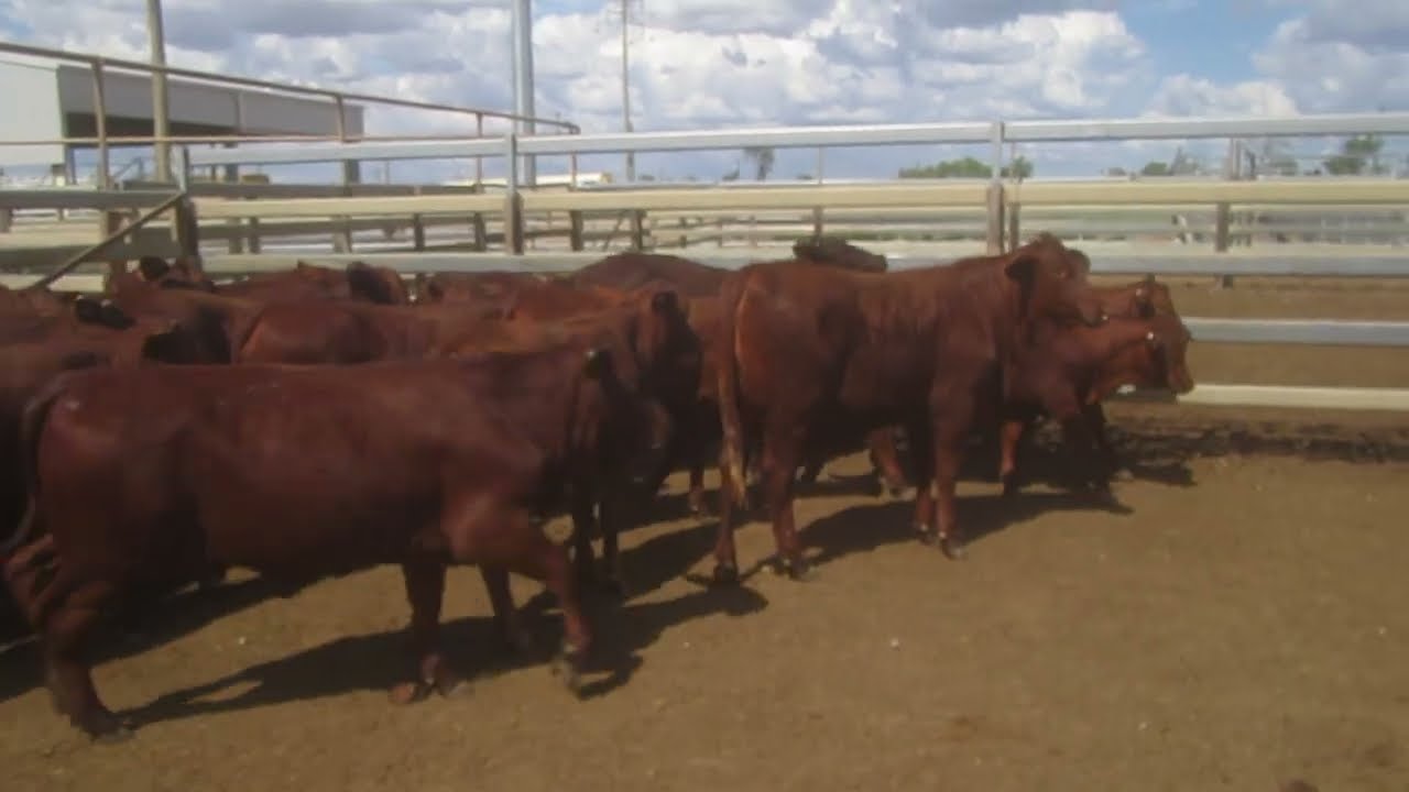 32 EDITH DOWNS SANTA HEIFER WEANERS. HGP FREE - AV 237.9KG CURFEWED ...