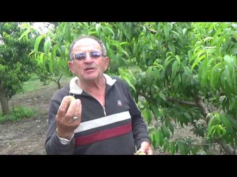 Taban Suyu Yüksek  Şeftali Bahçesi - Şeftali Yetiştiriciliği - Şeftali Ağacı