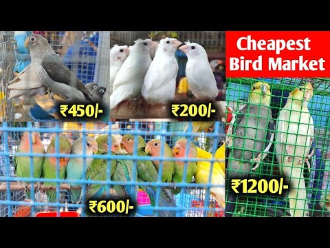 Lucknow Birds Lucknow Nakhas Market || Birds Market Luchnow || लखनऊ की ...