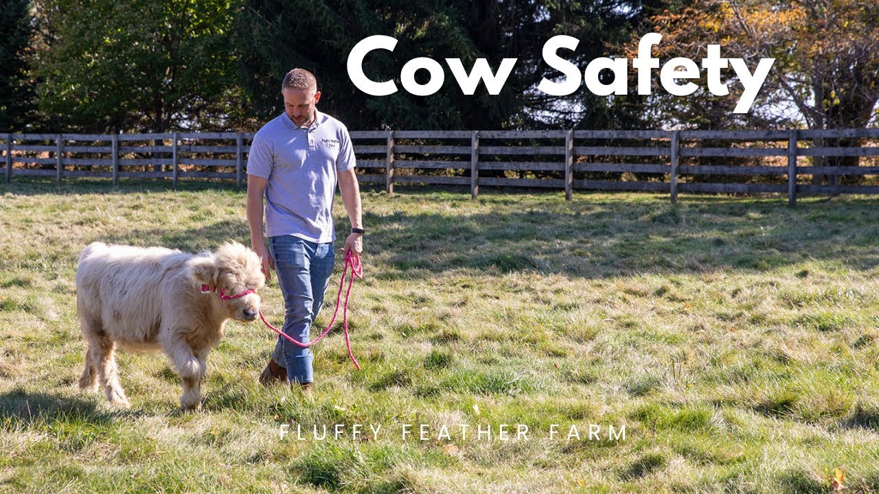 Cow safety! - YouTube
