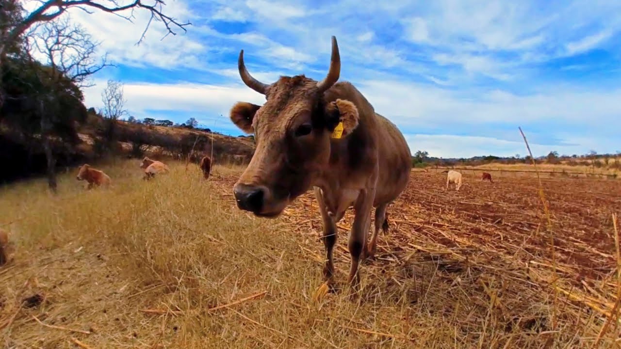 Vacas en realidad virtual | VR Experience #44 - YouTube