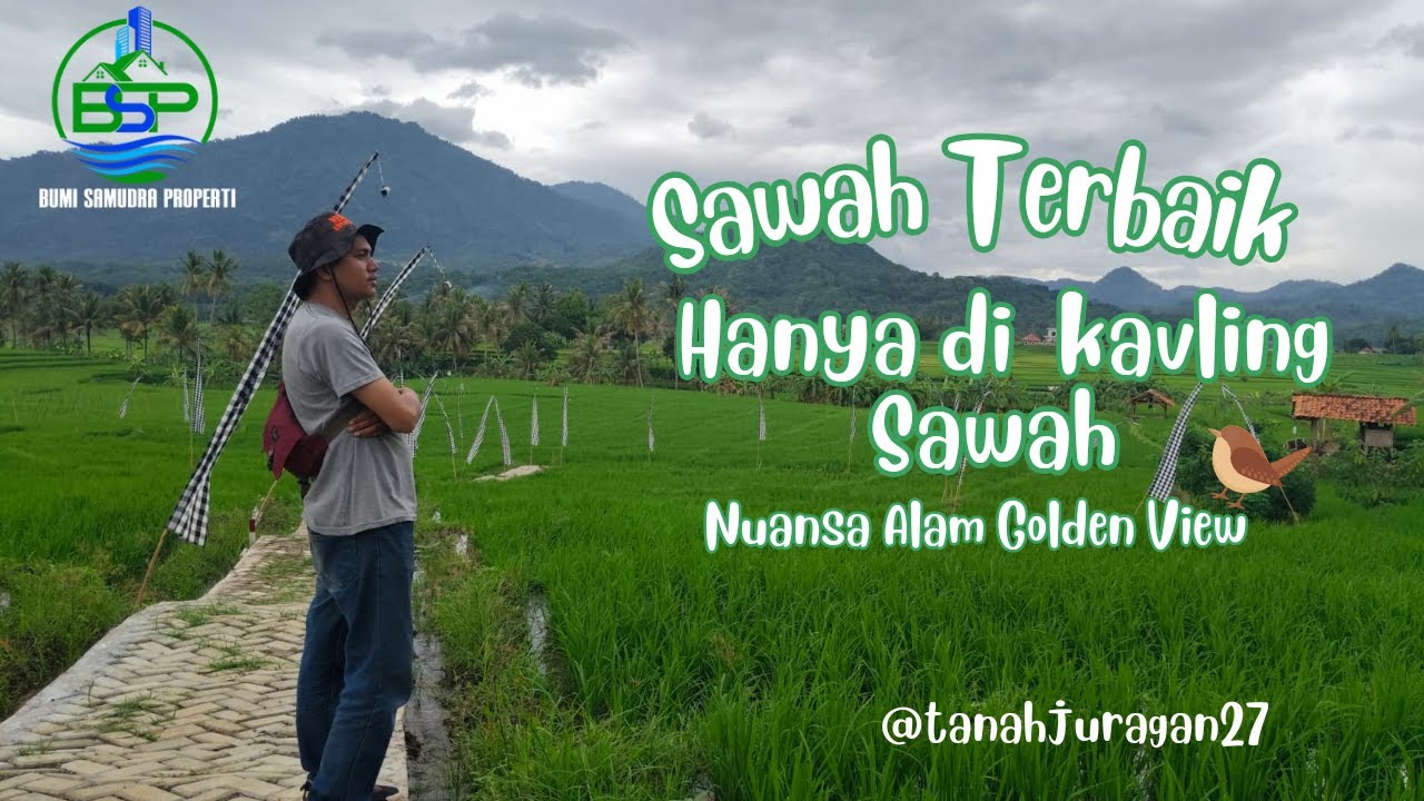 Hijaunya Hamparan Padi di Nuansa Alam Golden View @Tanahjuragan27 - YouTube