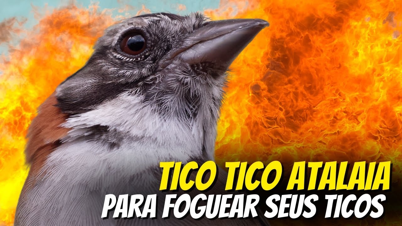Tico tico Atalaia cantando forte para foguear e abrir o canto dos seus ...