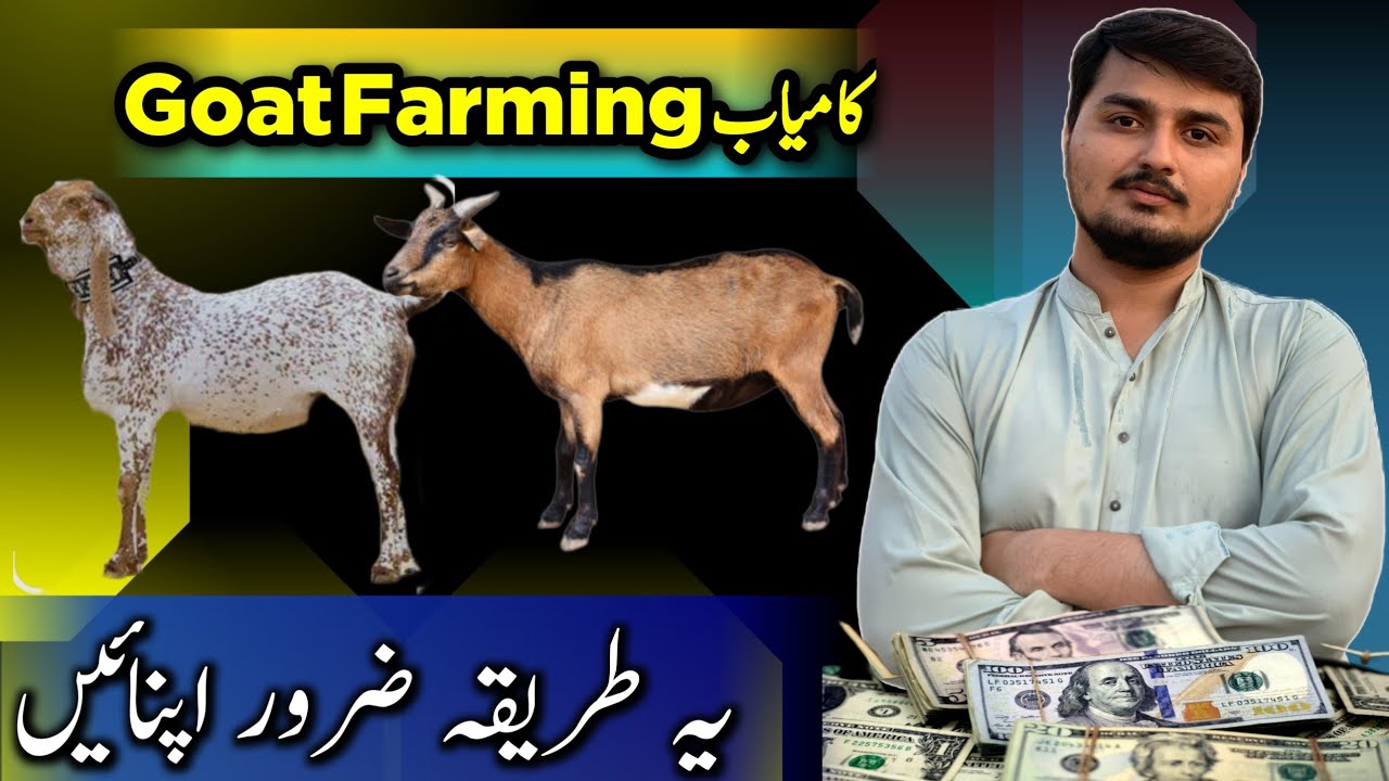 Goat Farming Kaise Shuru Karen||Goat Farming||Goat Farming krny ka Desi ...