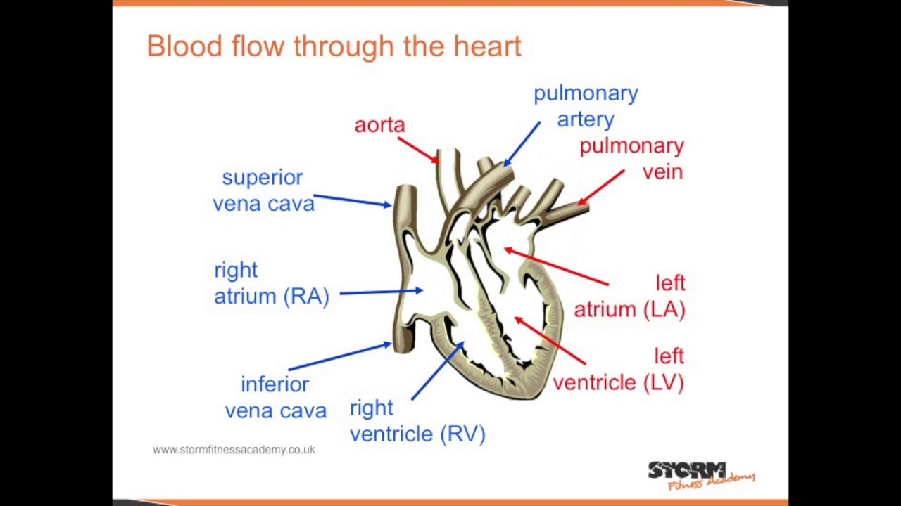 The Circulatory System - YouTube