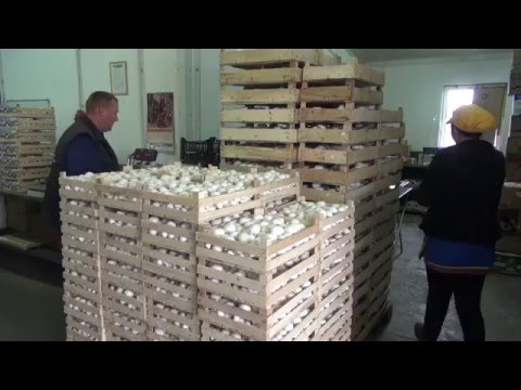 Pečurka Podnovlje - RSE - YouTube