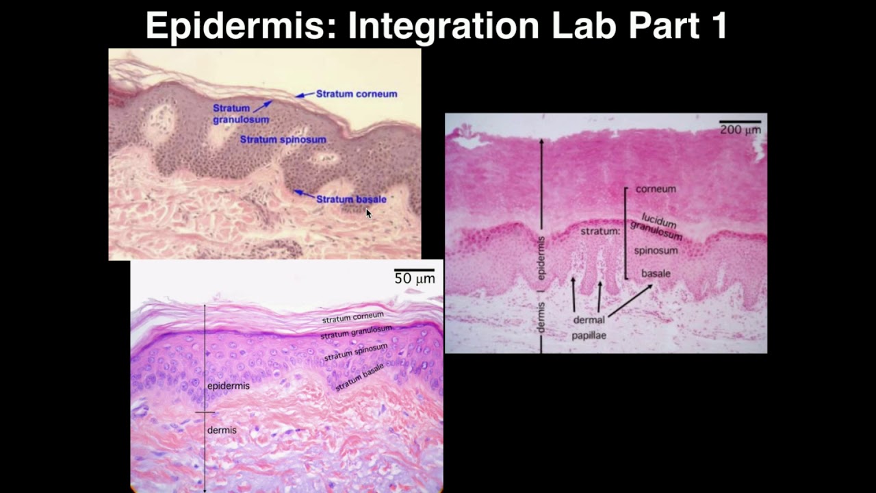 Dermal Papillae Histology