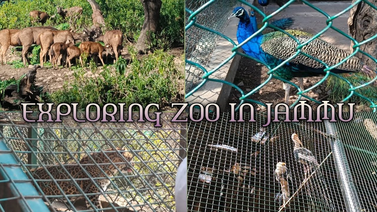 EXPLORING JAMMU AND KASHMIR ZOO💫|CHEETAH BROKE 💢THE CAGE☠️#vira #jammu# ...