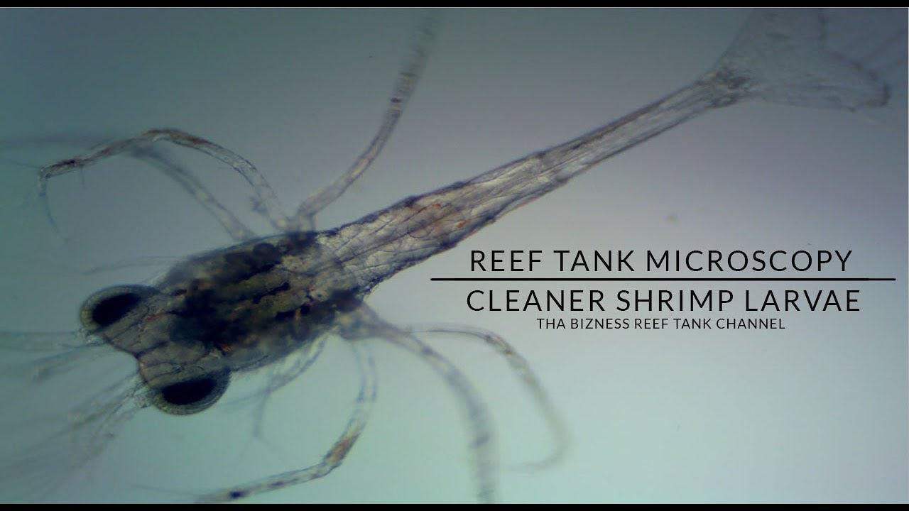 Newly Hatched Skunk Cleaner Shrimp Larvae Under Microscope - YouTube