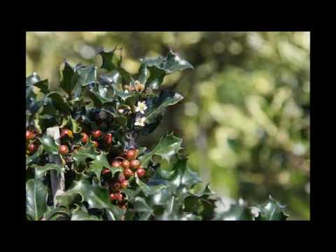 Welcome to Statement Trees - YouTube