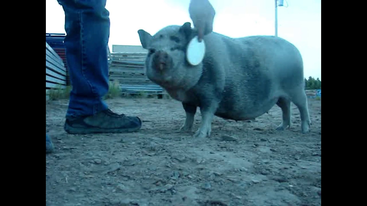 potbelly pig blowing bubbles on command! - YouTube