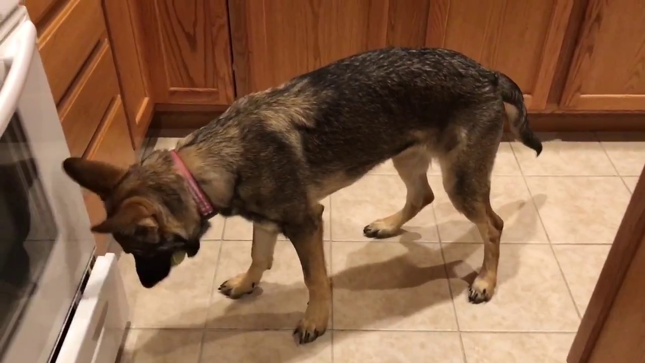 german shepherd: counter surfing dog: german shepherd weekly - YouTube