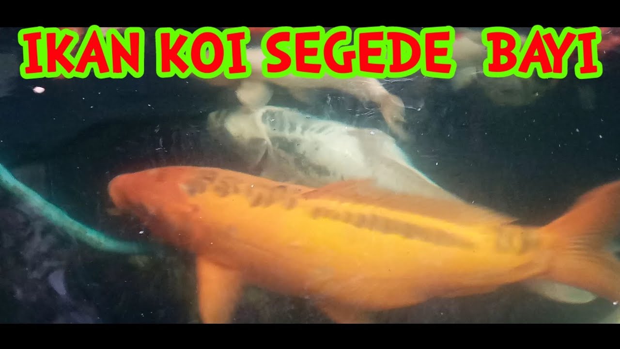 sumpah ikan ini gede banget - YouTube