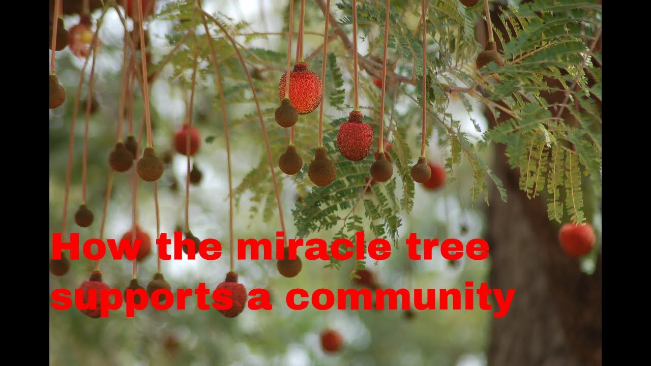 How a women's business group profits from Dawa Dawa, the miracle tree ...