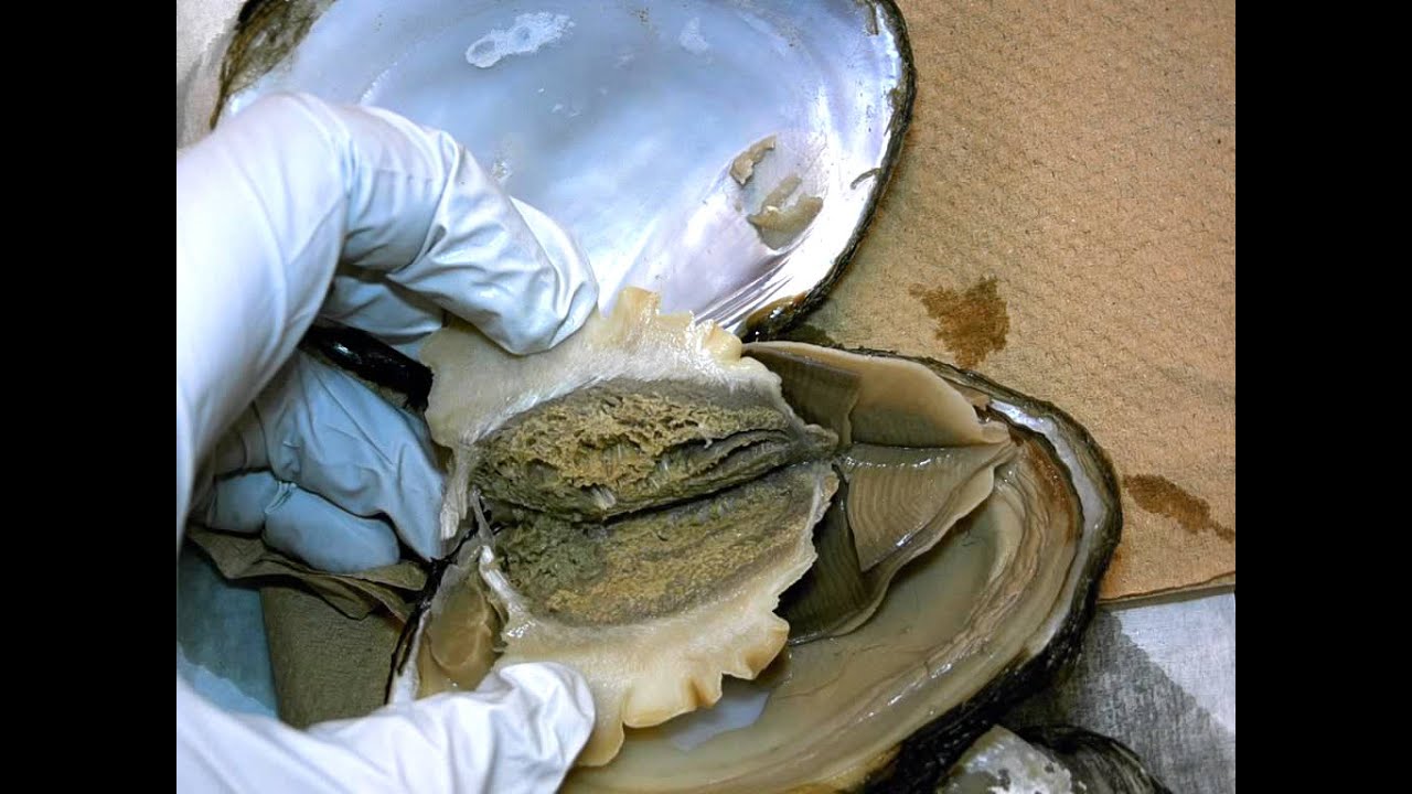Mussel Visceral Mass Dissection - YouTube