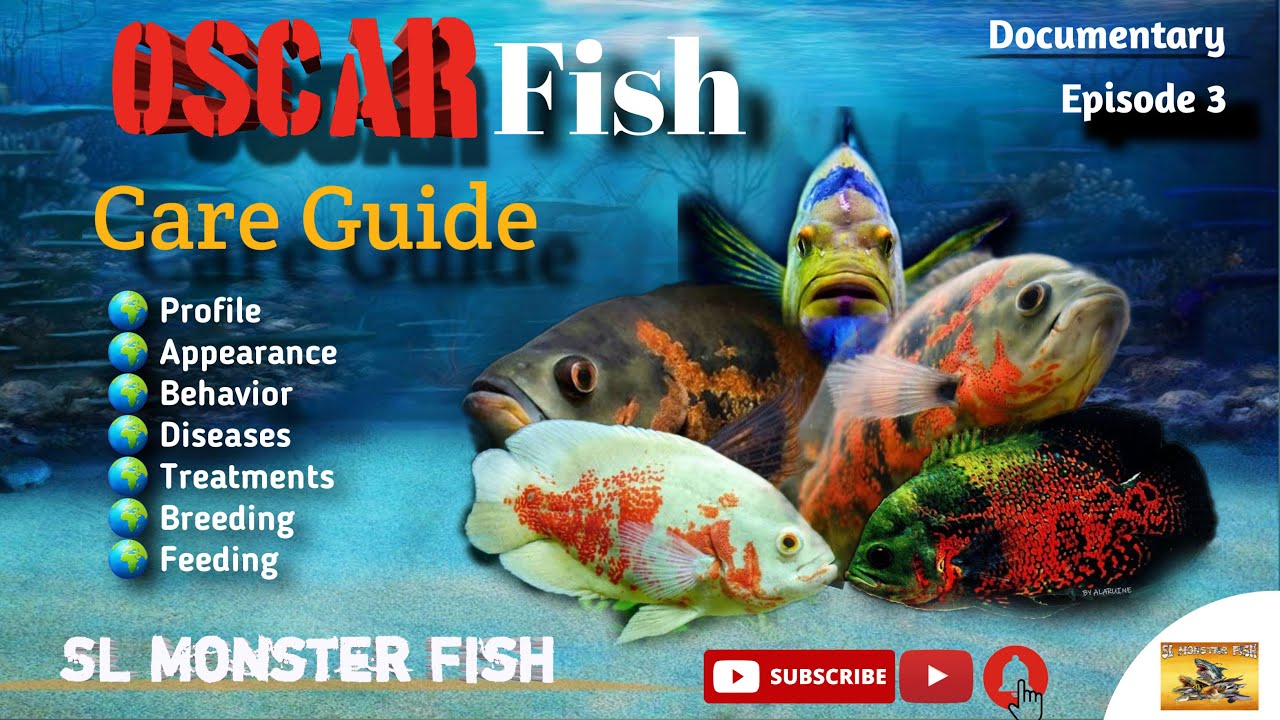 Oscar Fish - Care, Size, Tanks, Lifespan & Profile | How To Choose The ...
