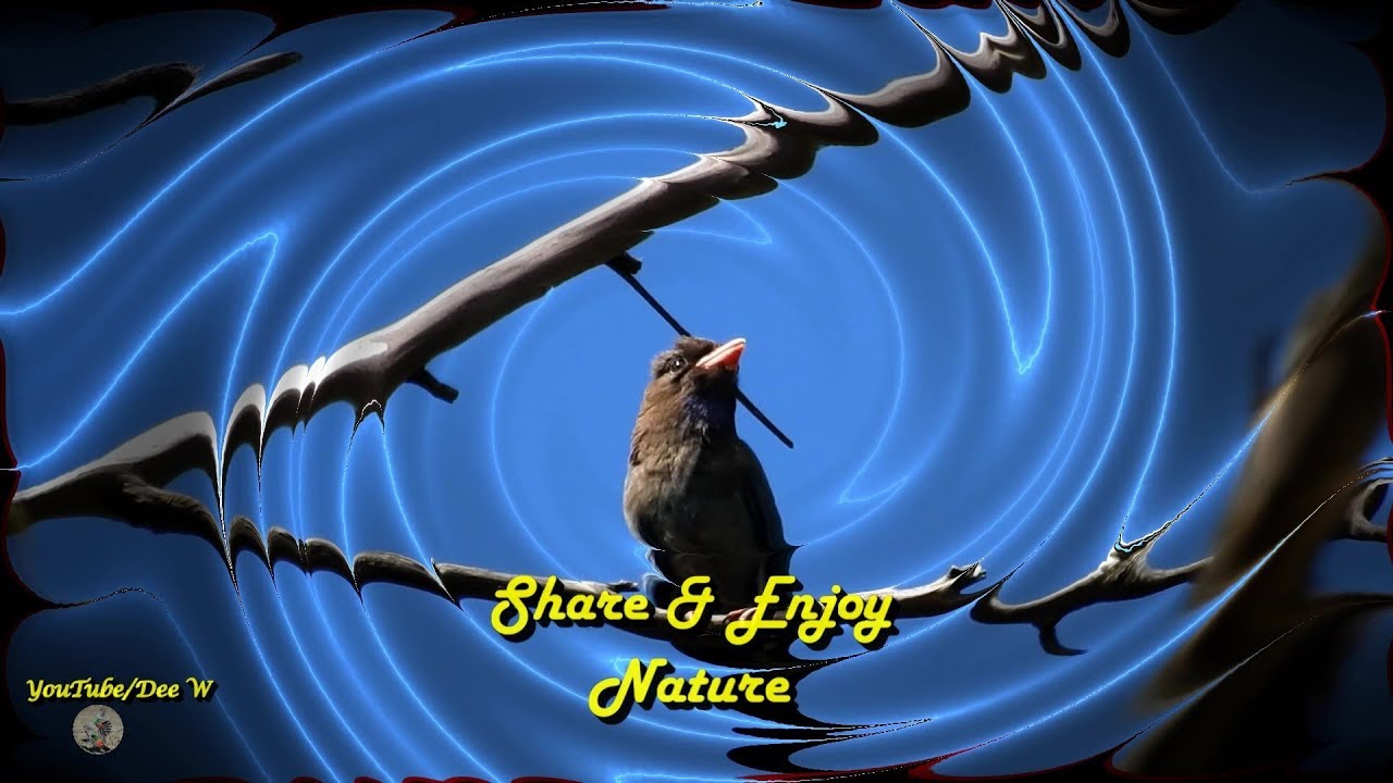 31~Bird Calls/Songs/Sounds~Dollarbird~Australian Backyard Garden Birds ...