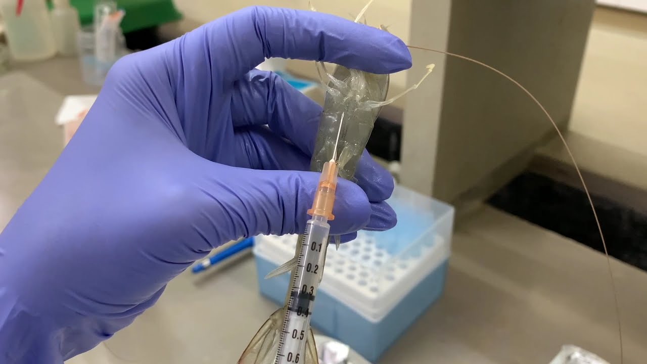 Hemolymph Extraction and Total Haemocyte Count Determination of Shrimp ...