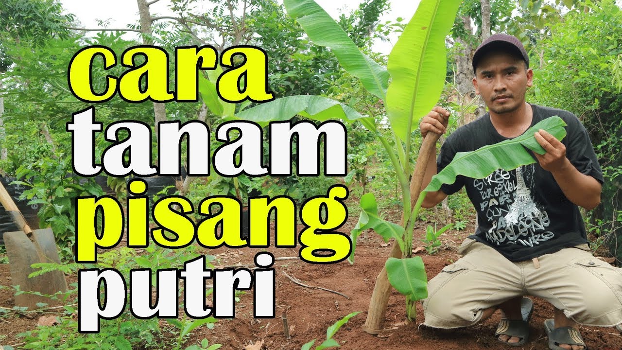 cara menanam pisang putri khas gembong - YouTube