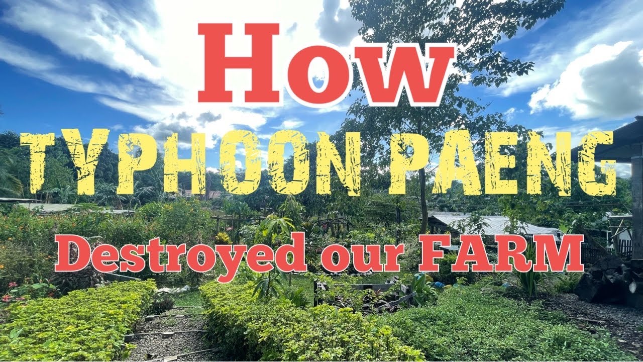 How Typhoon Paeng destroyed our Farm - YouTube
