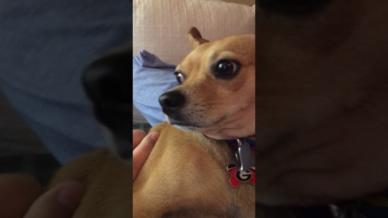 Chico the dog - YouTube